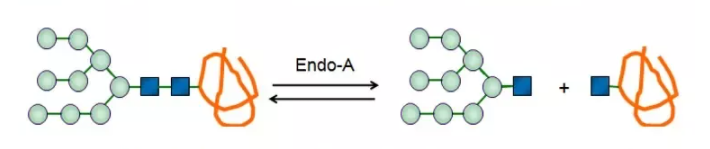 Endo-beta-N-acetylglucosaminidase A; CAS 37278-88-9 EC 3.2.1.96